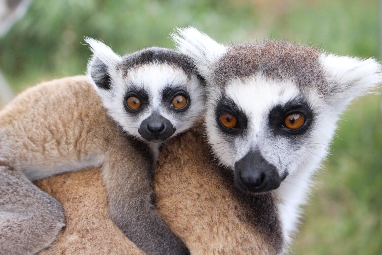 Athens Zoos and Wildlife - Cloudkeys