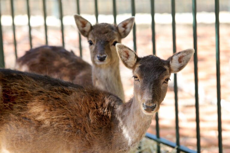 Athens Zoos and Wildlife - Cloudkeys