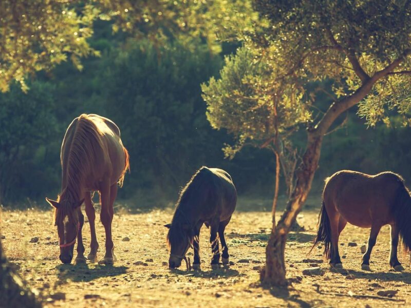 Athens Zoos and Wildlife - Cloudkeys