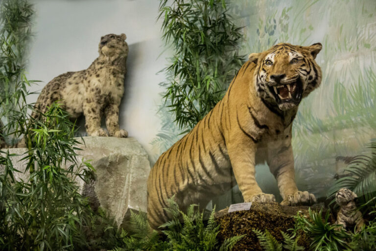 Athens Zoos and Wildlife - Cloudkeys