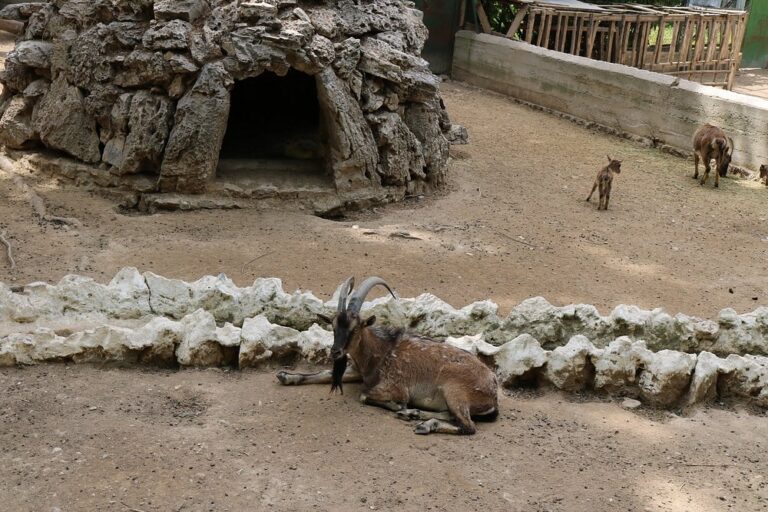 Athens Zoos and Wildlife - Cloudkeys