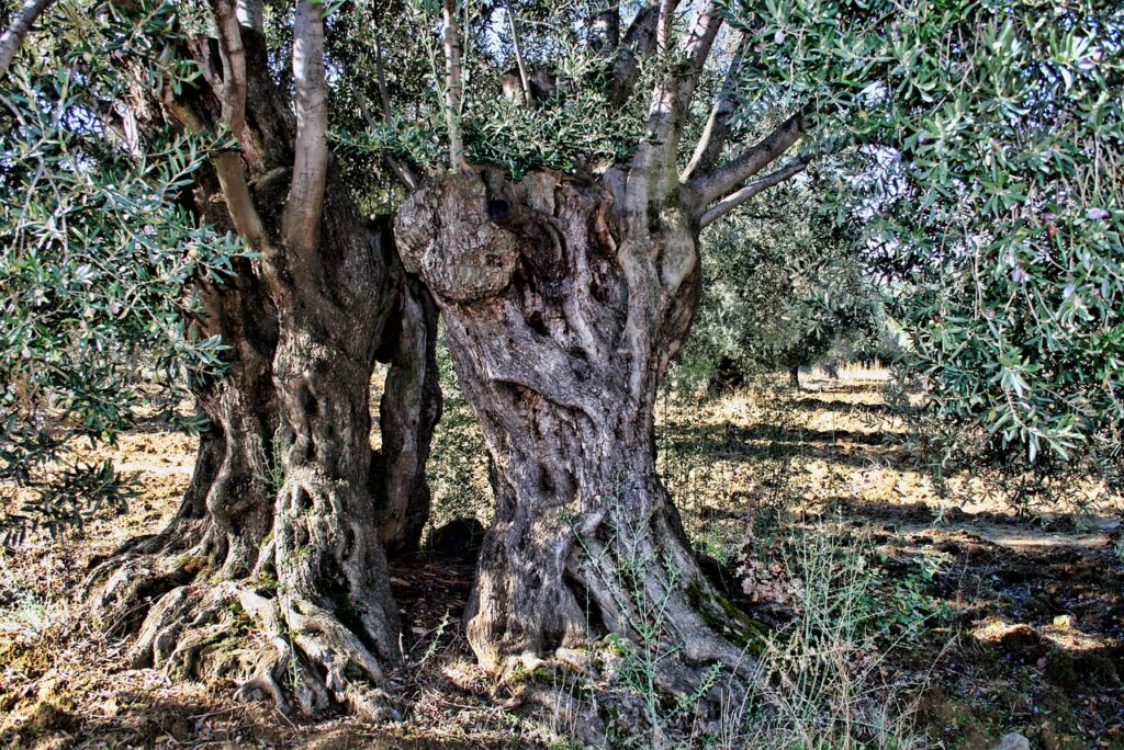Tip of the day 26/11: World Olive Tree Day - Cloudkeys